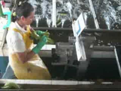 PROCESO COSECHA BANANO - YouTube