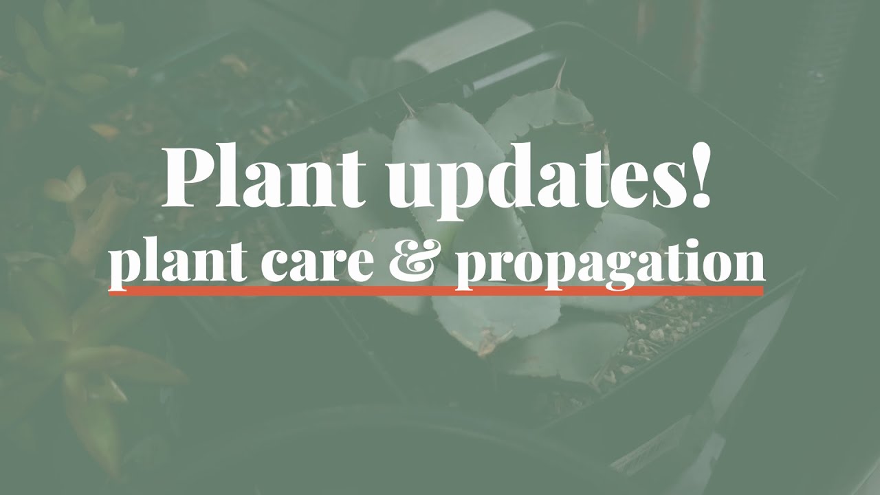 FREE Plant updates! How are the free plants doing? - YouTube