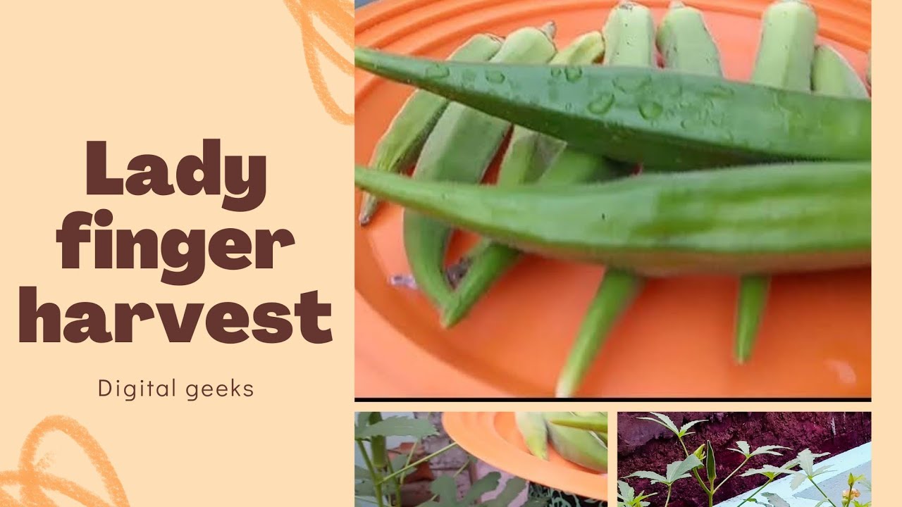 How To Grow Lady Finger Plant at Anthony Griggs blog