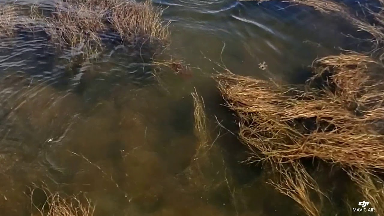 Fly, Light Tackle Sight Casting - YouTube