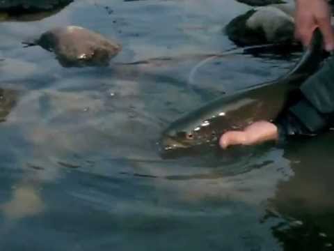 Trota marmorata a streamer nel fiume Adige a Verona - YouTube