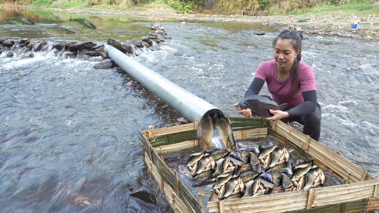Full Video: Simple Fish Trapping Technique Using Plastic Pipes, The ...