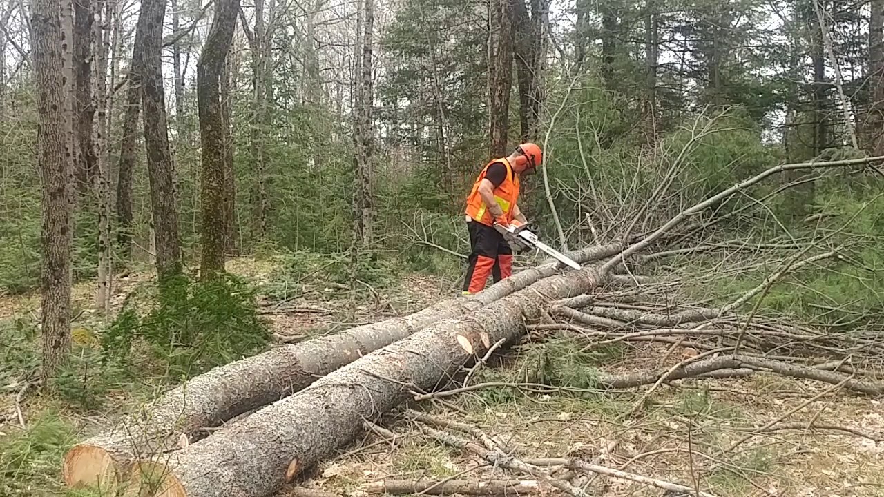 Delimbing a pine tree - YouTube