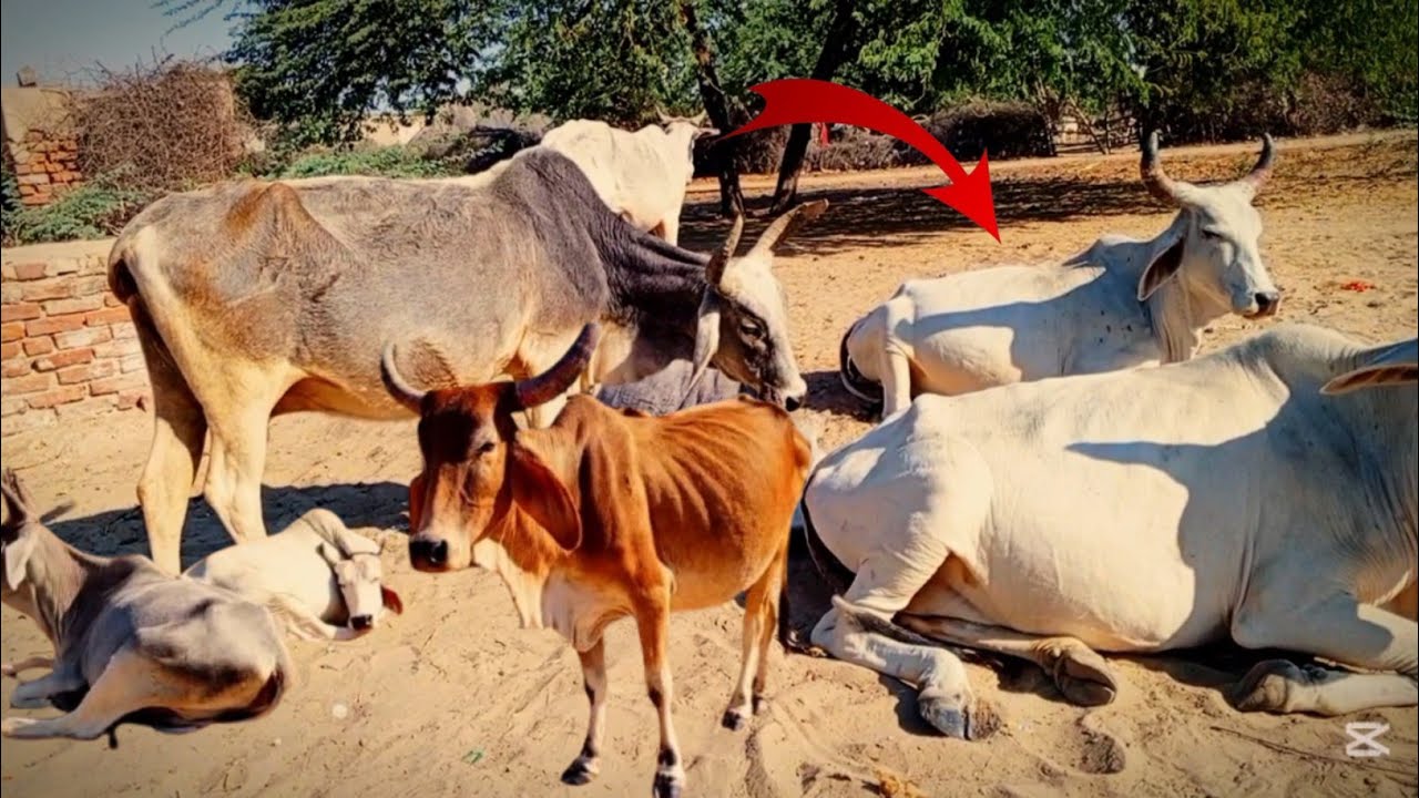 Life on a Busy Cow Farm – Hundreds of Cows in Action! - YouTube