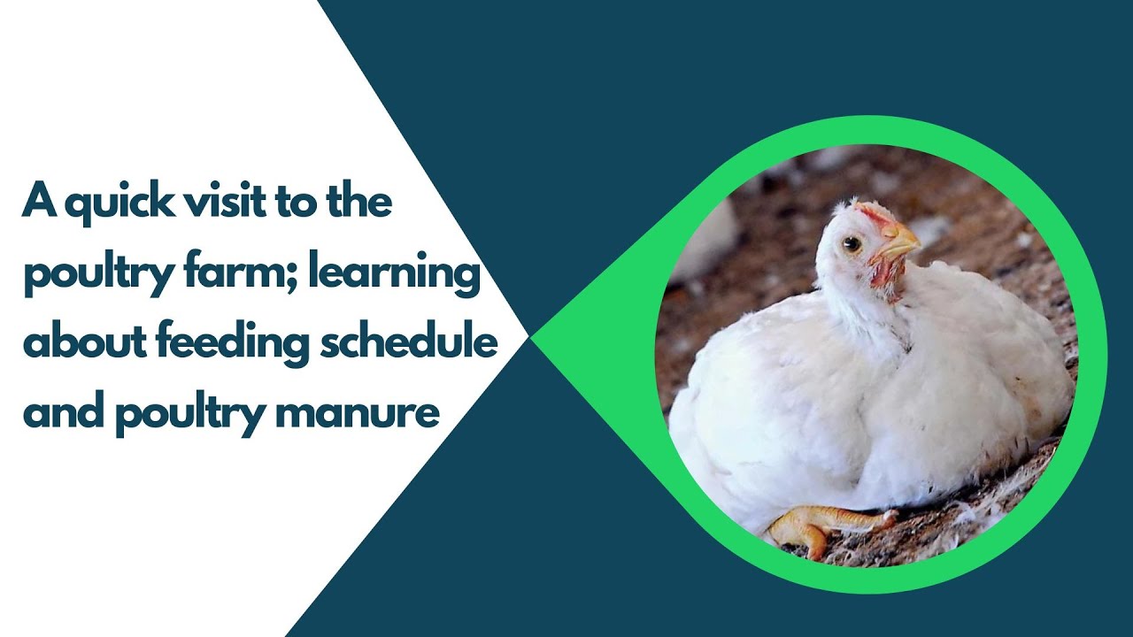 A quick visit to the poultry farm; learning about feeding schedule and ...