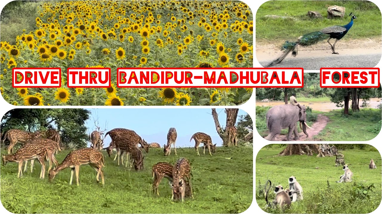 Road trip from Mysore to Ooty | Trip thru Bandipur natural park forest ...