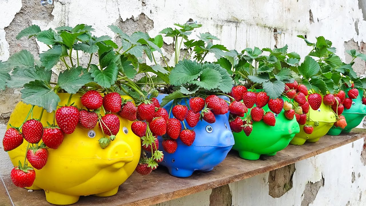Great tips for growing strawberries on the terrace - So easy - Lots of ...