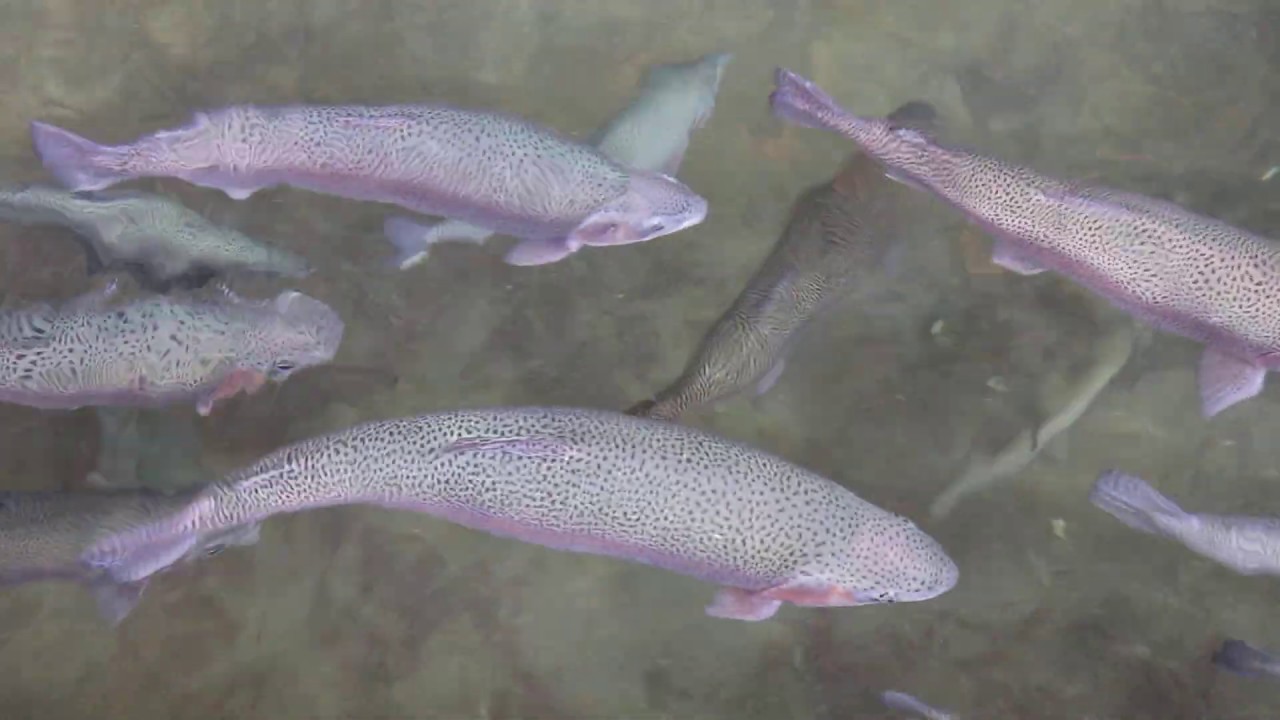 Taobat | Azad Kashmir Pakistan | Trout fish farming - YouTube