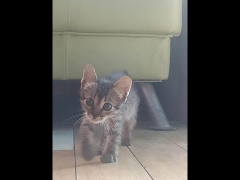 Cute Cat Having Fun - YouTube
