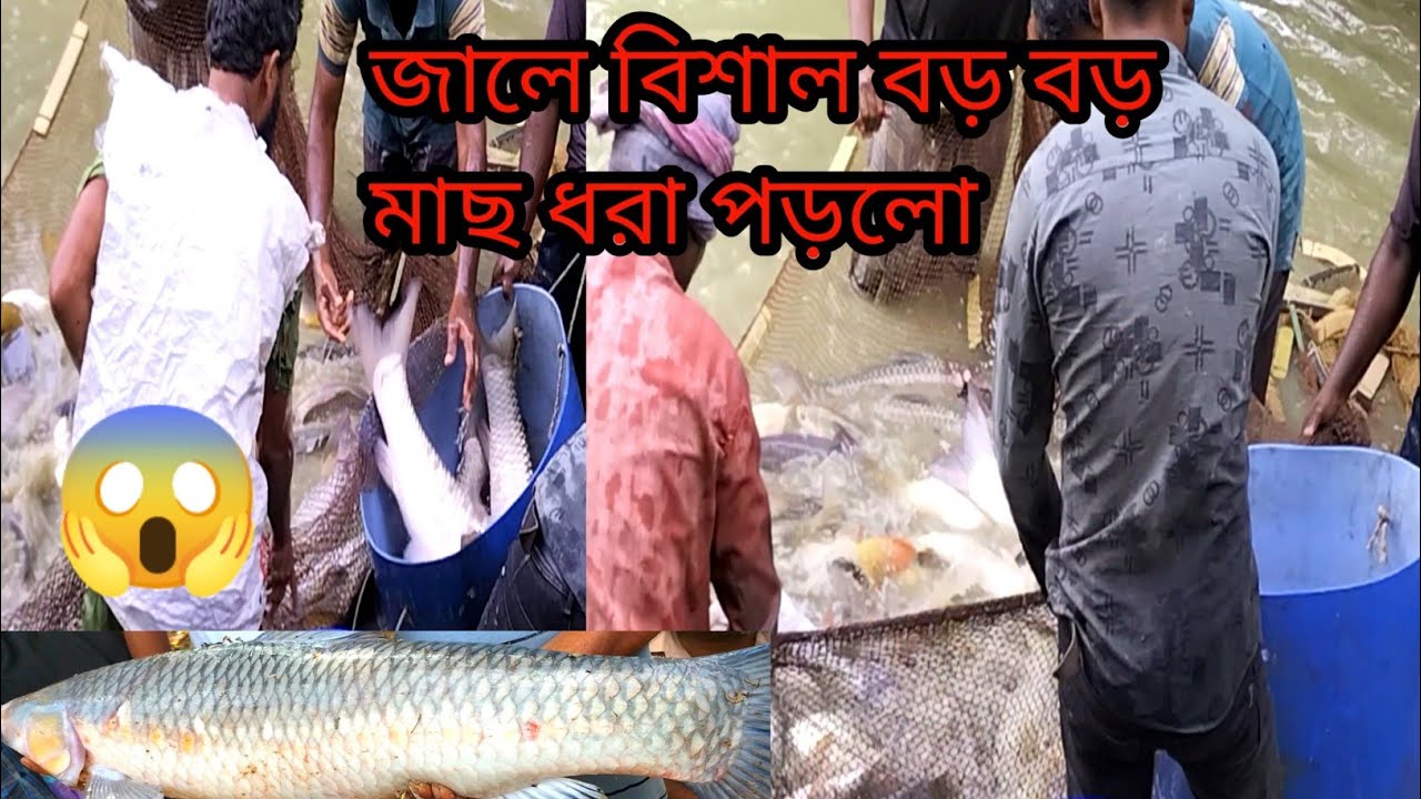 Amazing big fishing catching skill video | Unbelievable net fishing ...