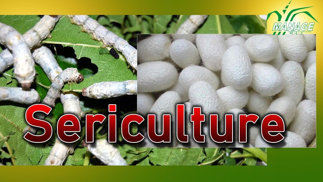 Sericulture ( Marathi ) - YouTube