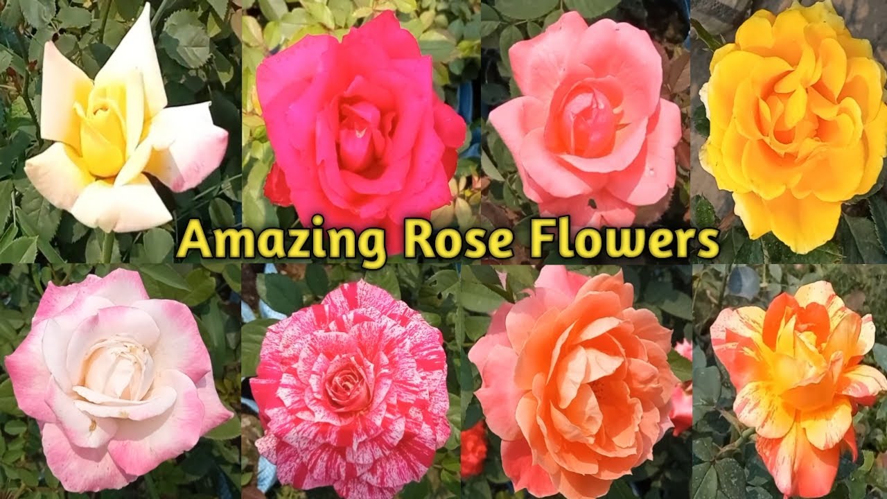 Rose | Rose flower | Rose variety | Rose garden - YouTube