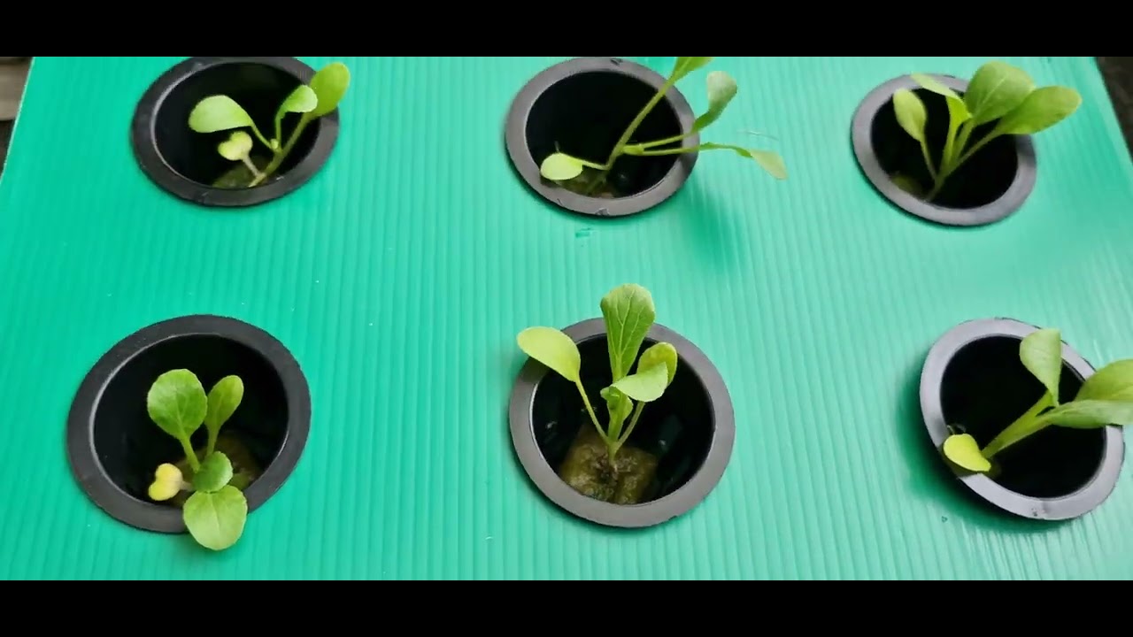 Cara Menanam Pakcoy Hidroponik Sederhana - YouTube
