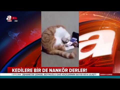 ÖLEN SAHİBİNİ GÖREN KEDİ BAKIN NE YAPTI
