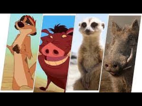 Real Timon of Lion King | Meerkat | Southern Africa Mongoose | VGP ...