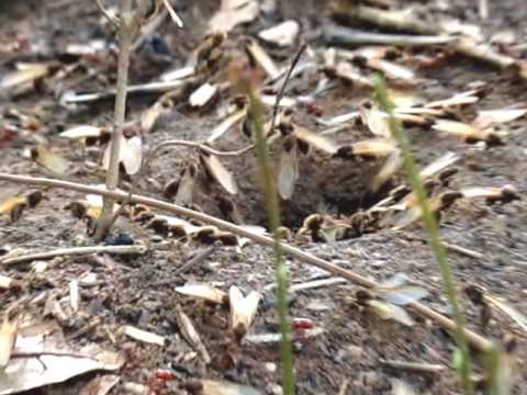 Insectos de Venezuela - Insecto de Barinas - Bachaco - Atta laevigata ...