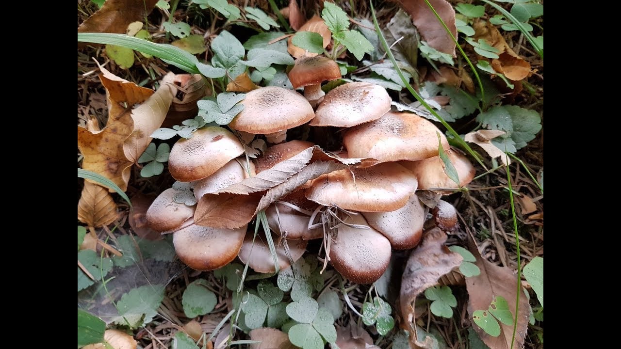 Na grzyby 2018 - opieńki i rydze - YouTube