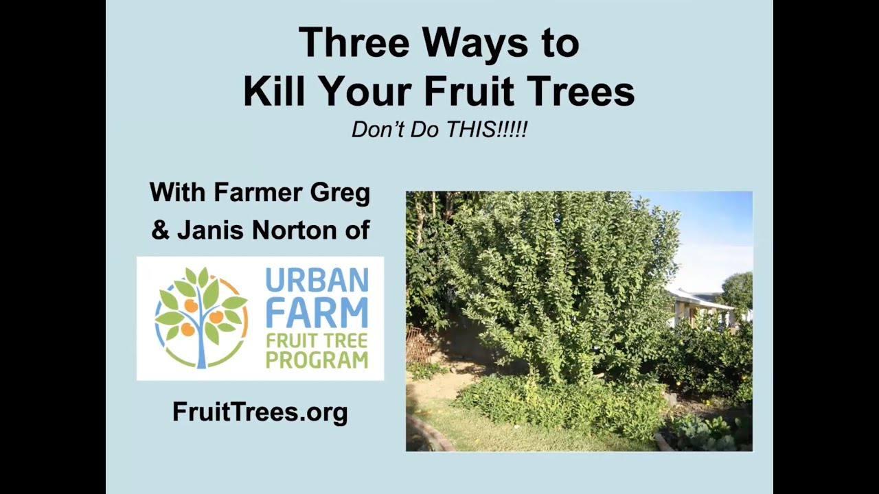 3 Ways to kill your fruit trees - YouTube