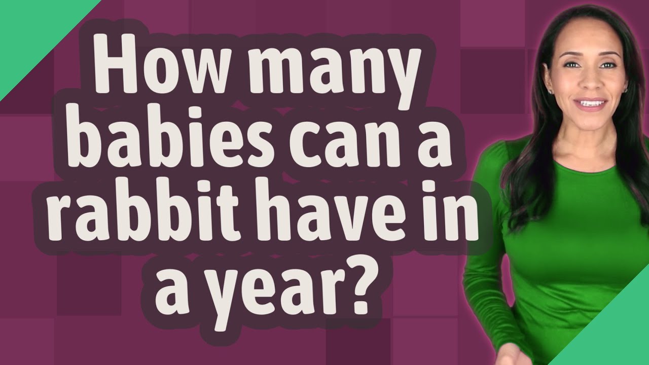 How Many Babies Can A Rabbit Have In A Year YouTube How Many Babies Can A Rabbit Have In A Year YouTube