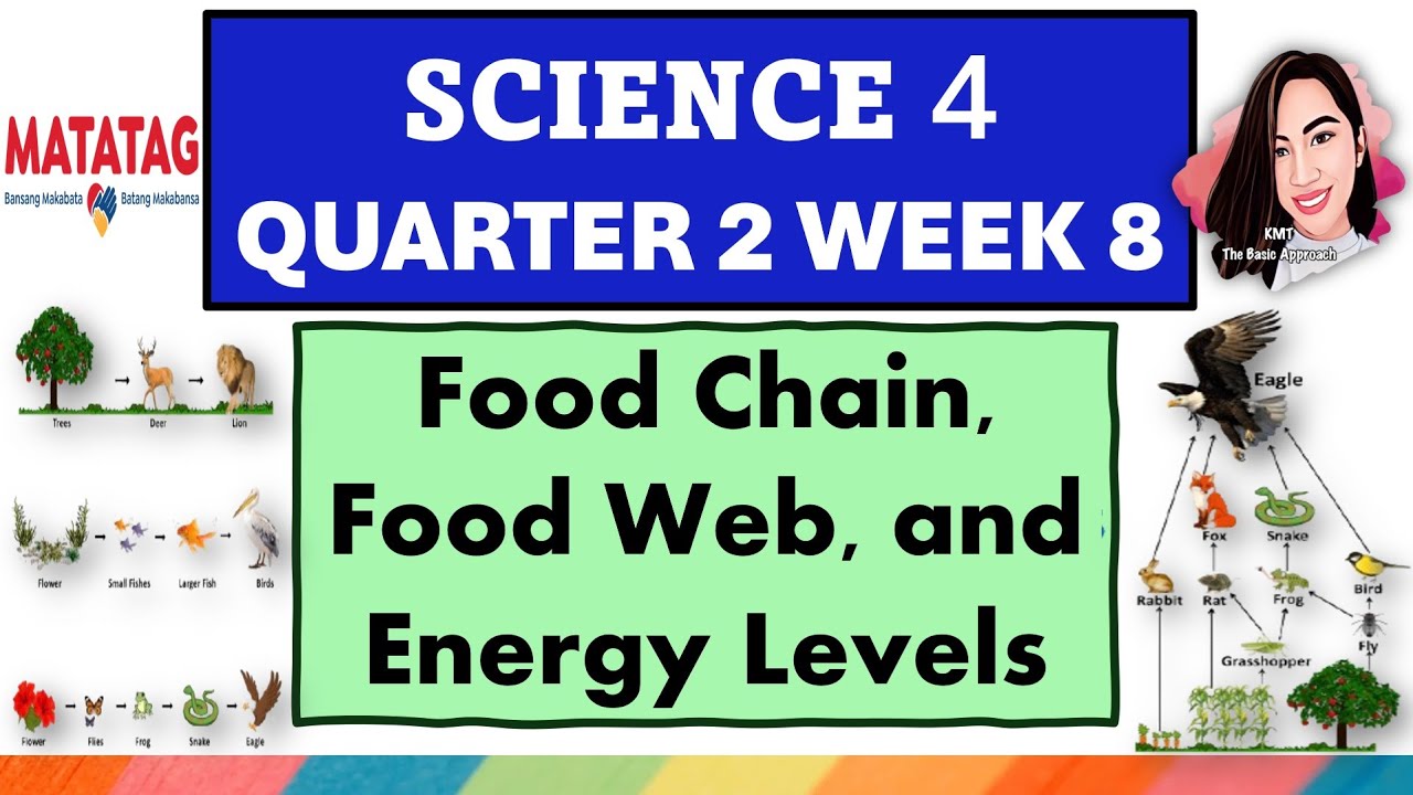 SCIENCE 4 QUARTER 2 WEEK 8 FOOD CHAIN AND FOOD WEB MATATAG CURRICULUM # ...