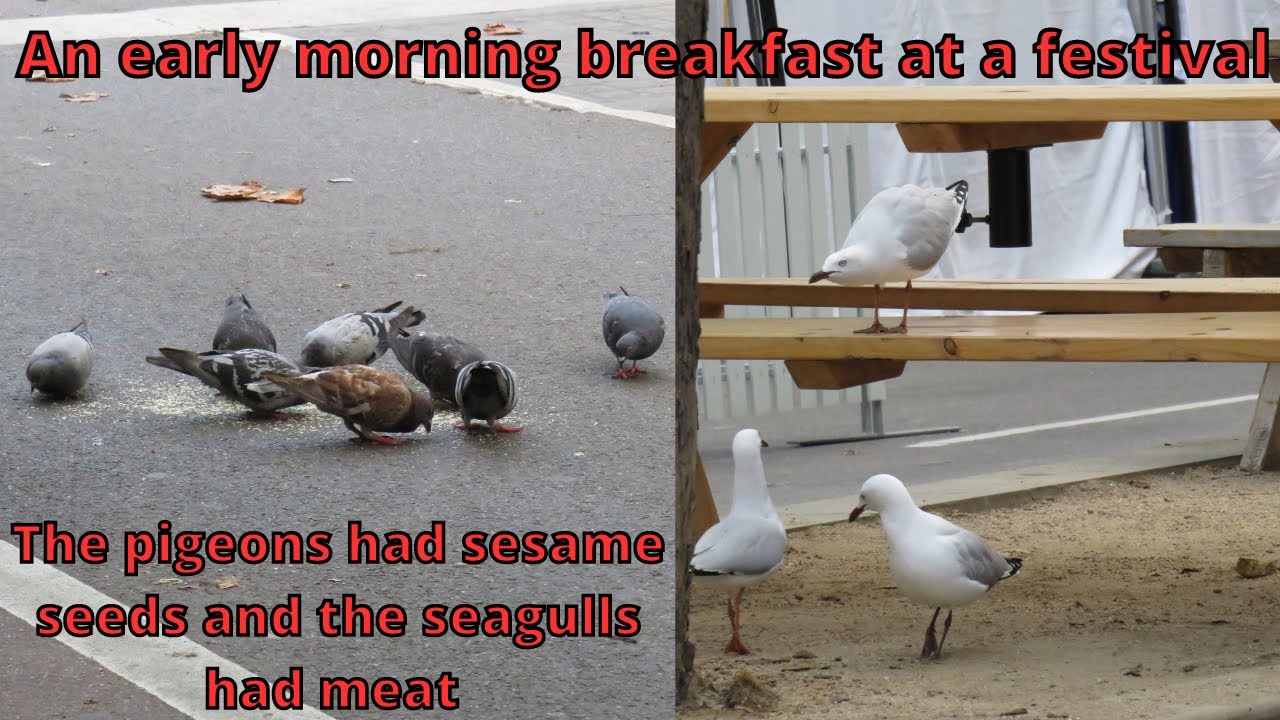 Pigeons eating sesame seeds and seagulls devouring meat at a festival ...