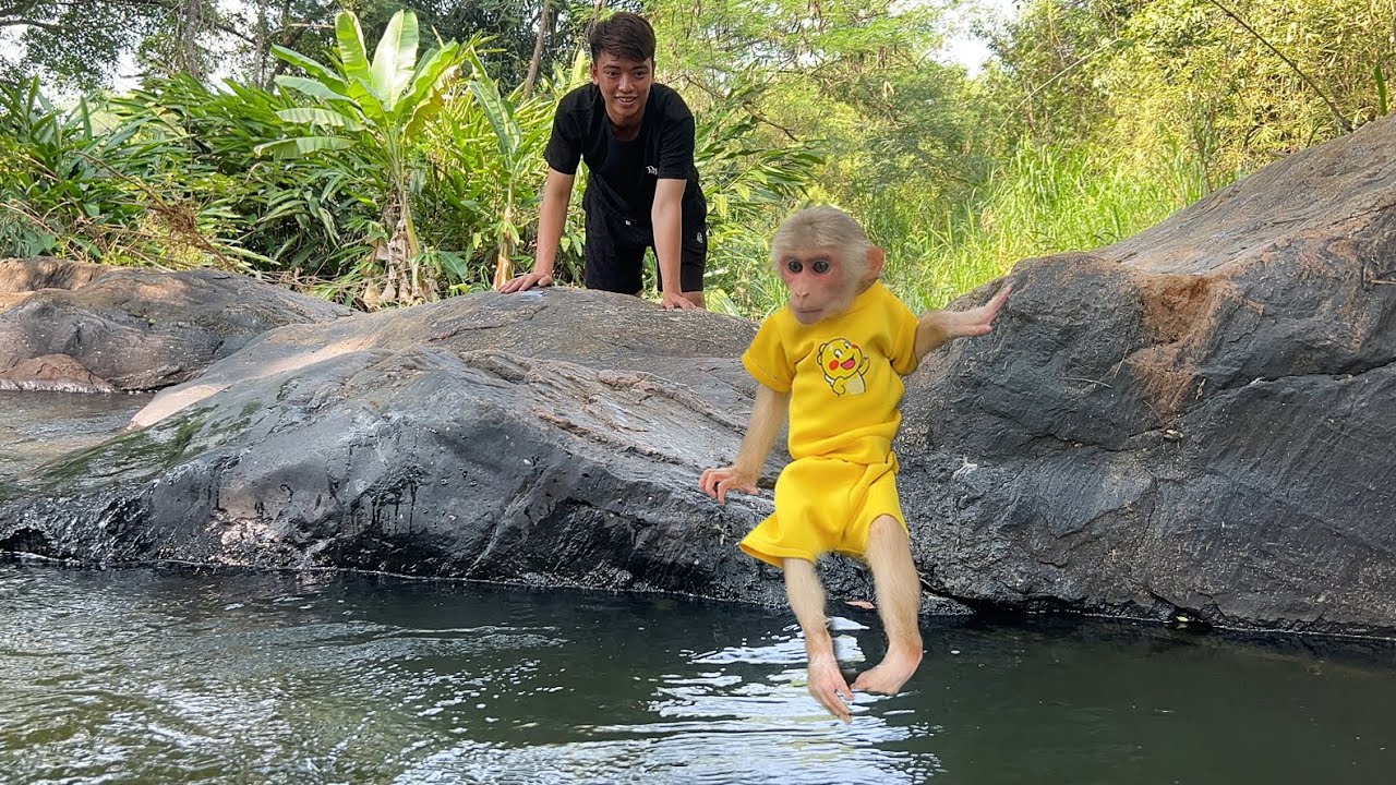 Journey to experience and explore wild nature of monkey Luk and dad ...
