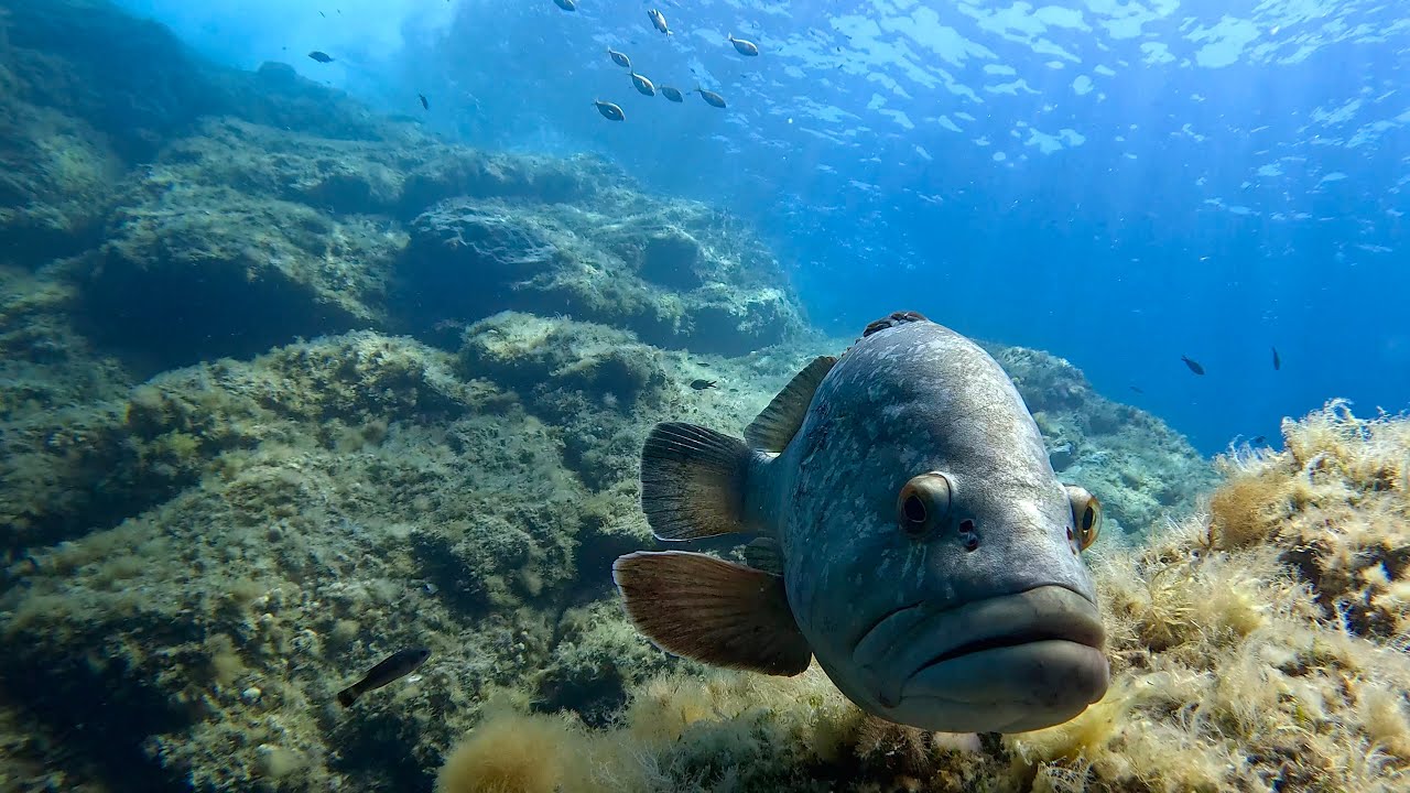Plongée en Apnée méditerranée Port-Cros 2024 - #1 (4k) - YouTube