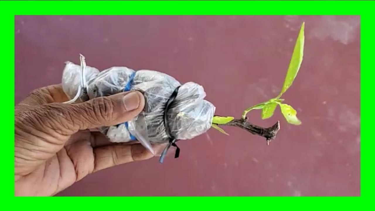 Air Layering Lemon Trees: Air Layering Citrus Trees - Lemon, Lime Tree ...