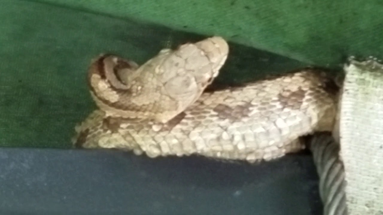 Juvenile yellow rat snake in the swamp - YouTube