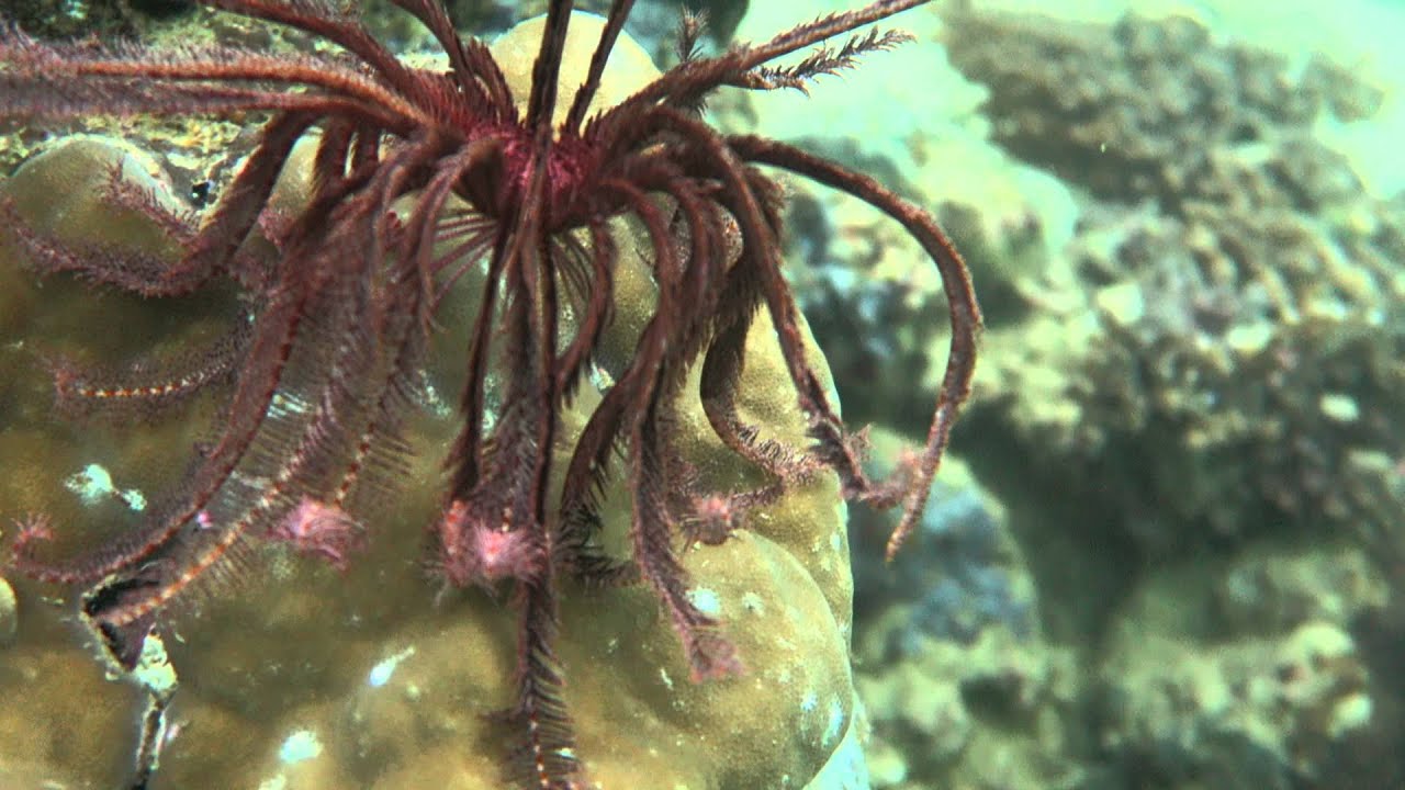 Walking Crinoid - YouTube