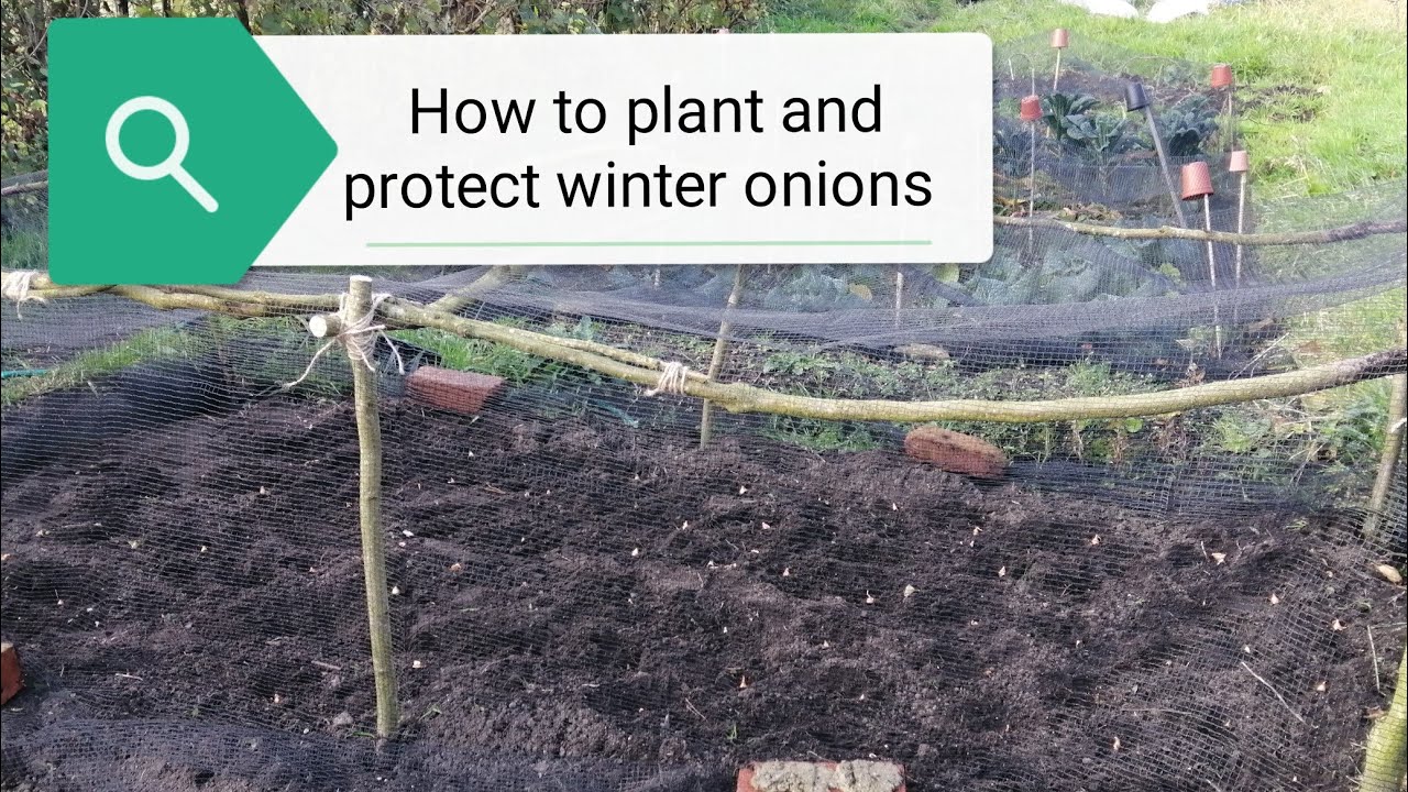 How To Plant & Protect Winter Onions - YouTube