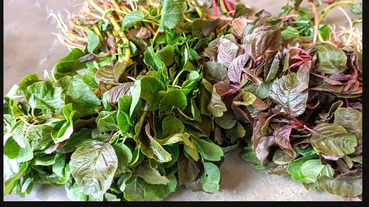 নটে শাক এই ভাবে রান্না করলে স্বাদ হনে দ্বিগুণ | Note shak er recipe ...