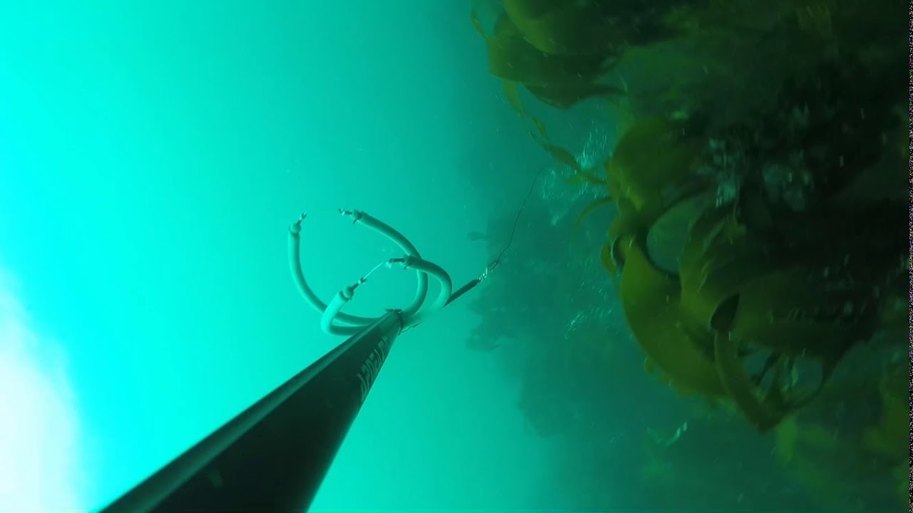 Spearfishing Pollock In Cornwall - YouTube