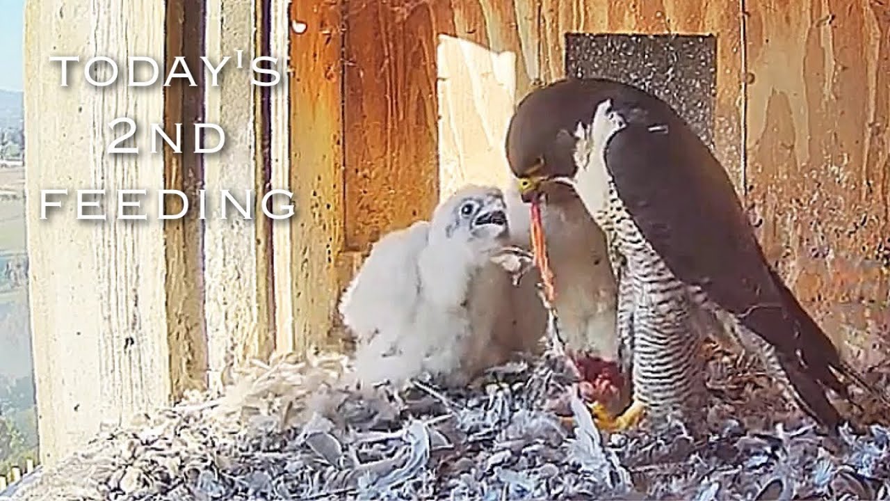 #142🦅Falcon Nest ／Box Camera - FalconCam Project LIVE - YouTube