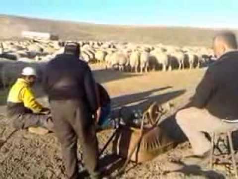 sarıoba