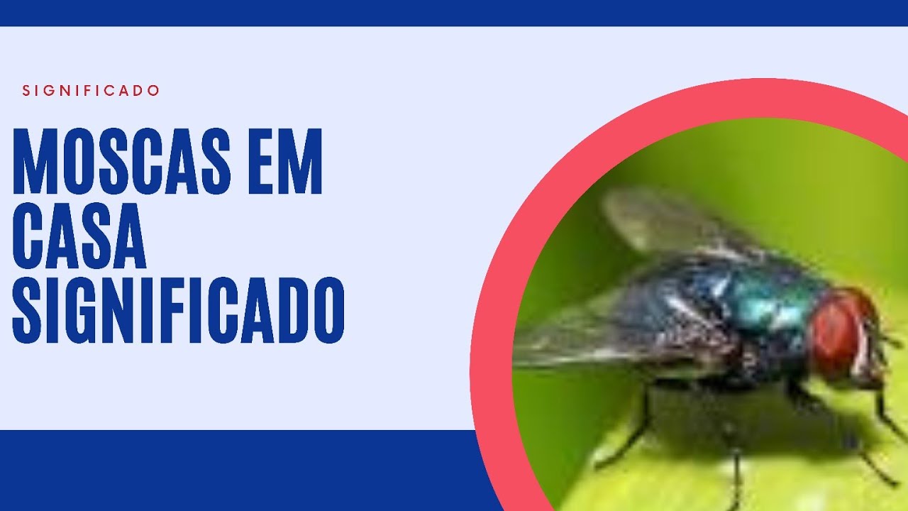Moscas em casa? significado de moscas na sua casa mesmo ela limpa ...