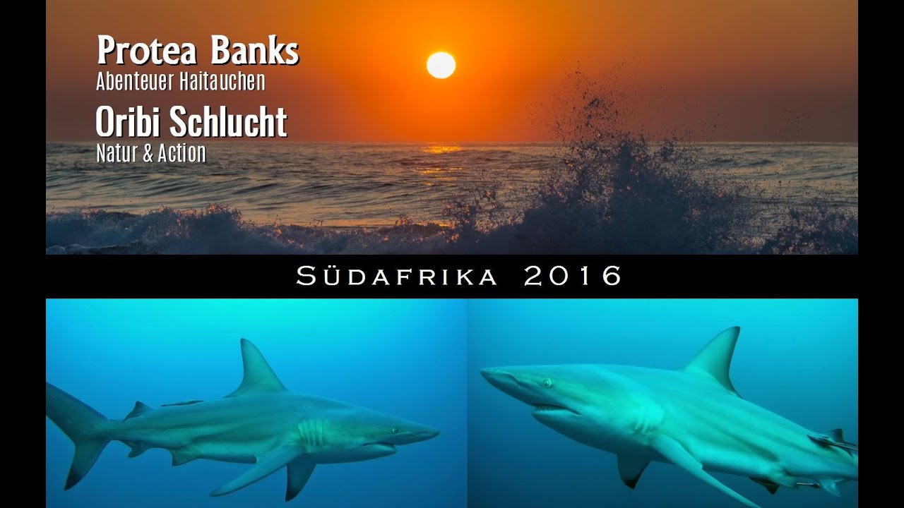 Südafrika - Haitauchen Protea Banks & Natur und Action in der Oribi ...