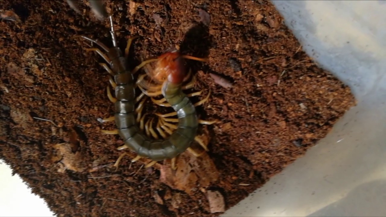 Feeding Scolopendra multidens with a red runner roach - YouTube