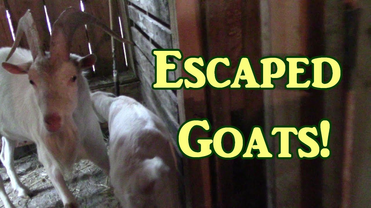 Escaped Goats and a Fast Fix! - YouTube