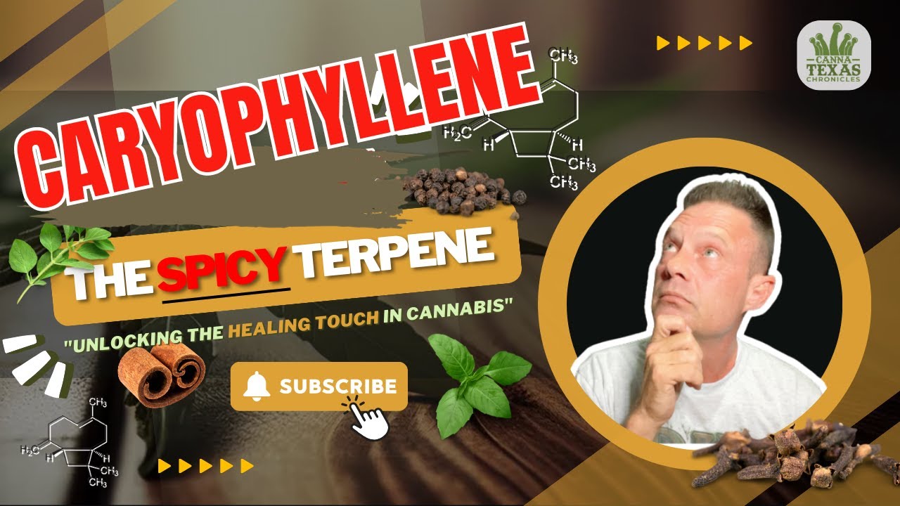 Caryophyllene:The Spicy Terpene Unlocking a Healing Touch | Cannabis ...