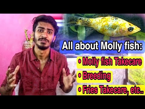 Everything About Molly Fish | Why Mother Molly Eat Own Baby?😟 Tips to ...