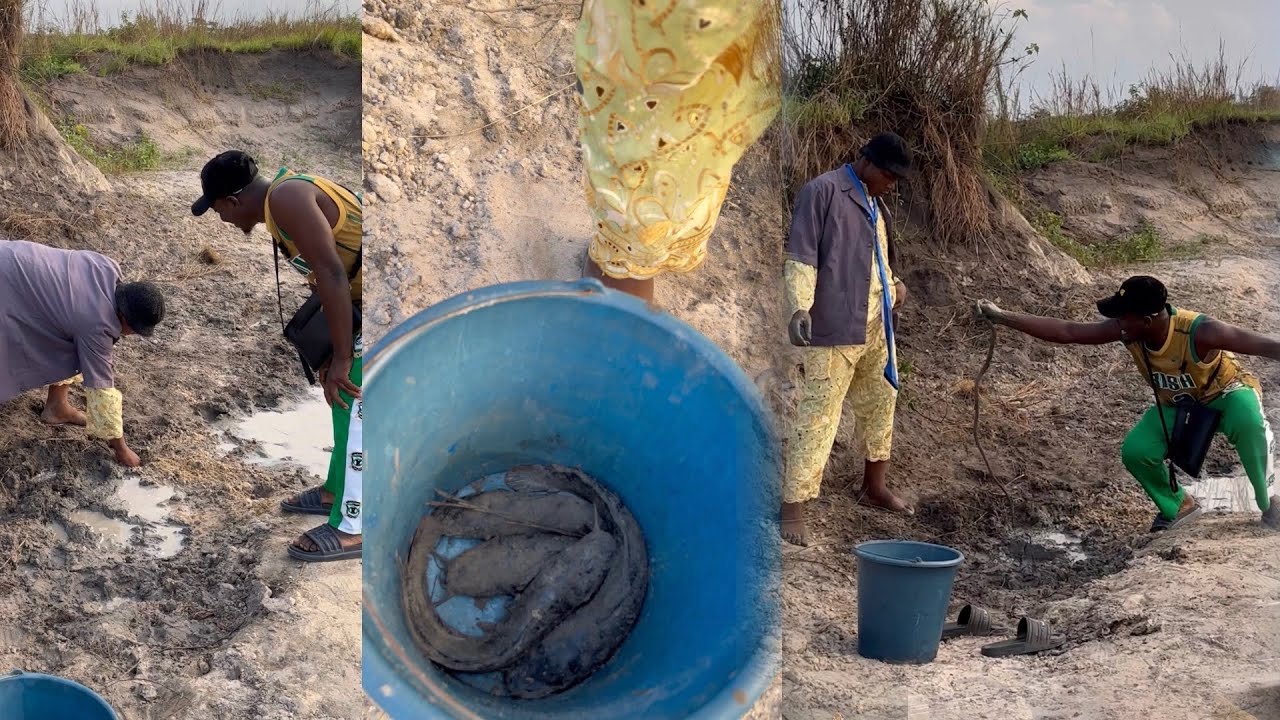 Unique fish catching with African native song in the mud water… this is ...