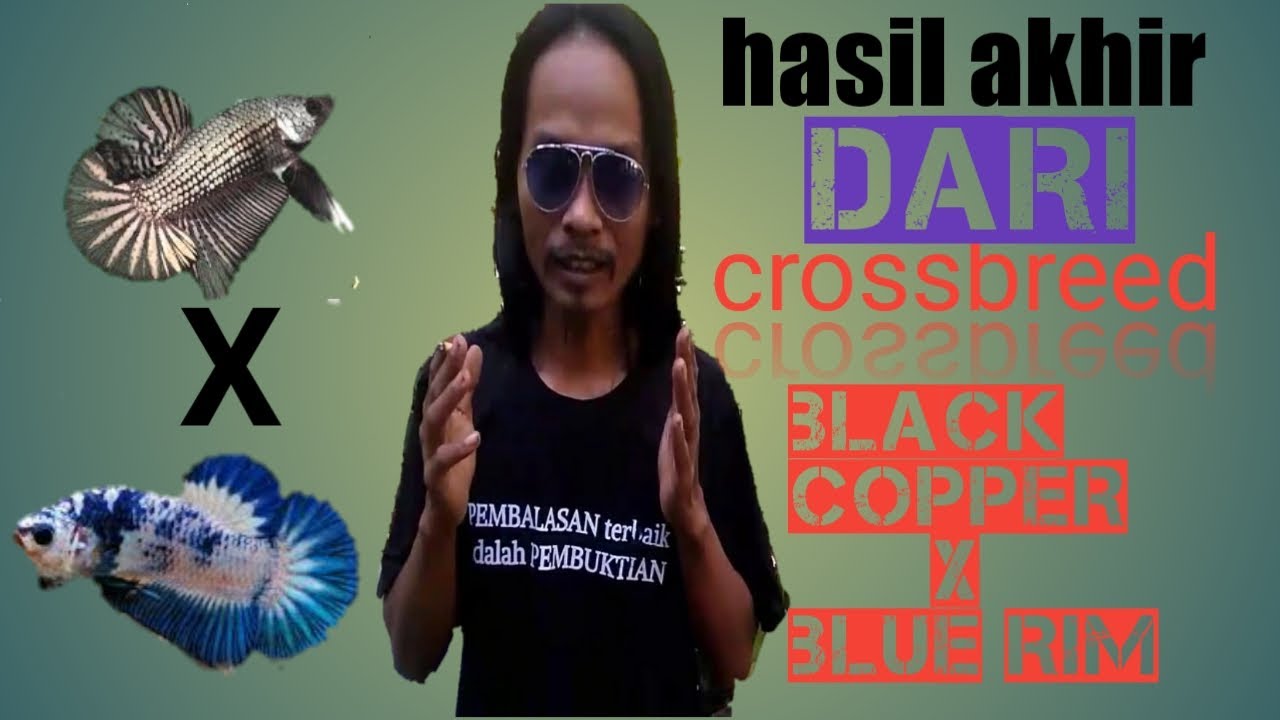 Kawin silang ikan cupang black copper x blue rim #bettafish #video ...