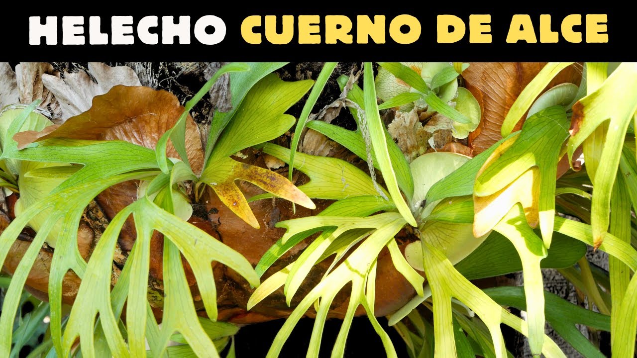 🌿 Como Cuidar Helecho "CUERNO DE ALCE" 🦌 - YouTube