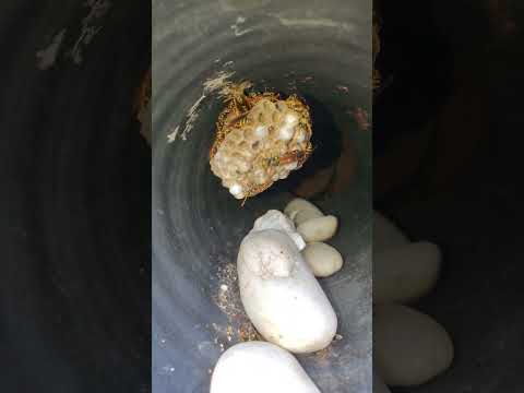 🤩OMG❤️ WASPS Nest with BABIES and EGGS ❤️❤️❤️🤩🥰😘🤗🤭😍❤️❤️🤩🥰🤗❤️, cute animals, awesome animals #shorts