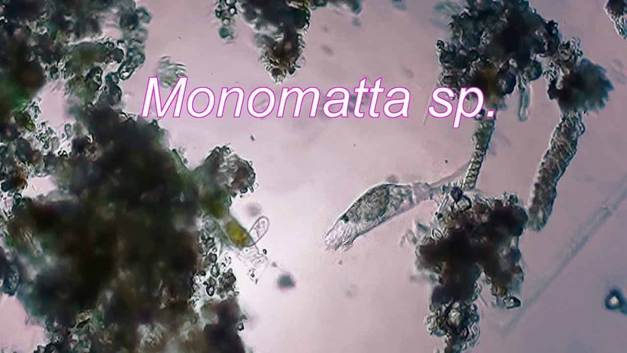 Monommata - YouTube