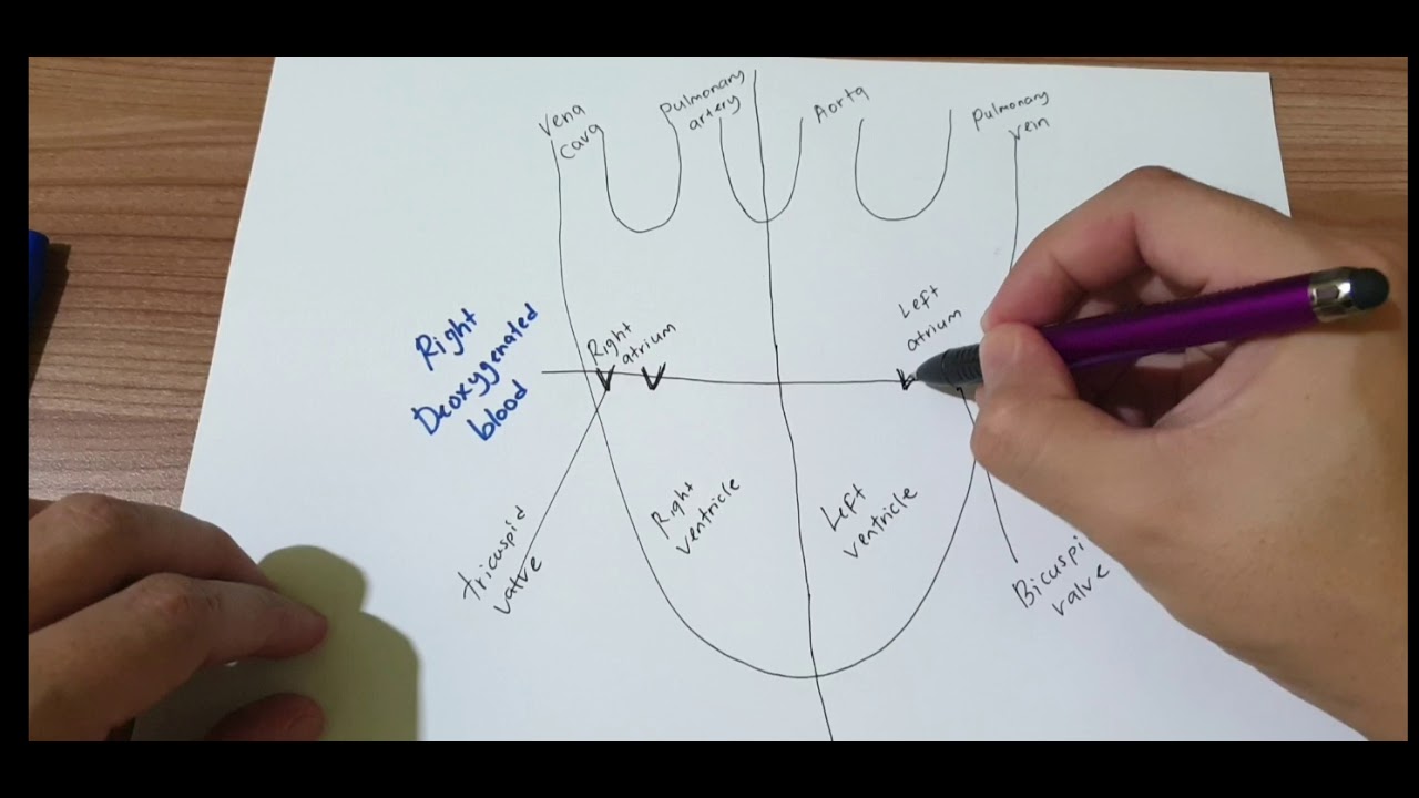 Science Form 3-PT3 Simple Technique to Draw and Label the structure of ...