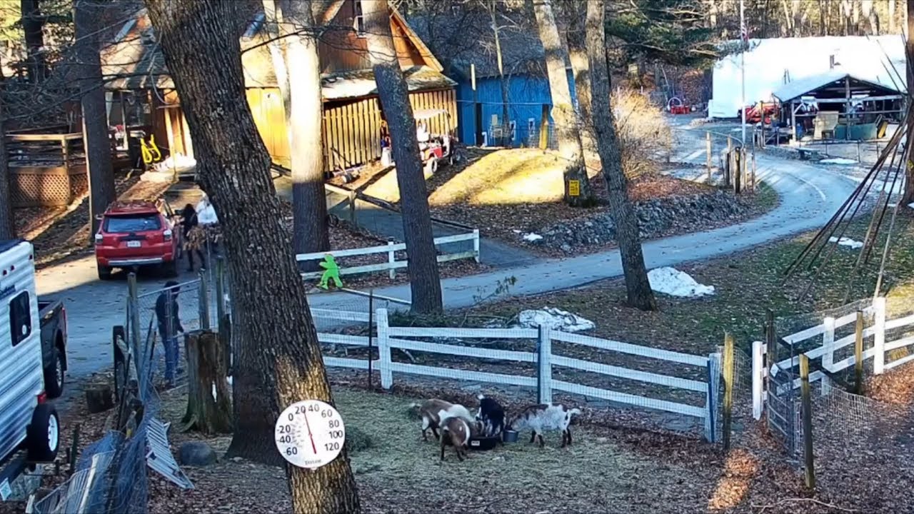 240205 Goats in the Yard and Off to Court Day (YT 0804-0815) - YouTube