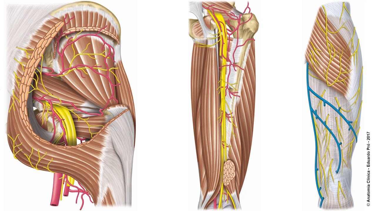 L3.2 | Inervación del miembro inferior | Anatomía 2 | FMed UBA - YouTube