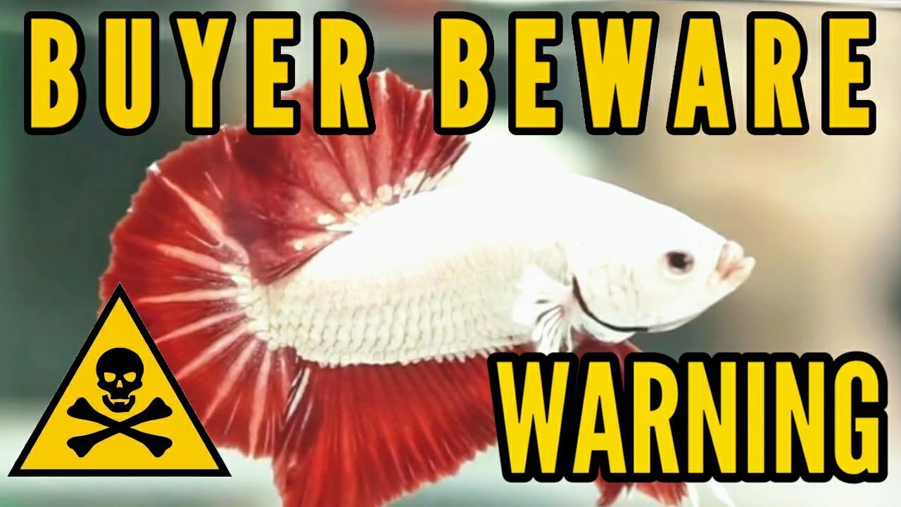 DRAGON EYE, DIMOND EYE, SNAKE EYE IN DRAGON BETTA FISH, WHAT IT IS AND ...